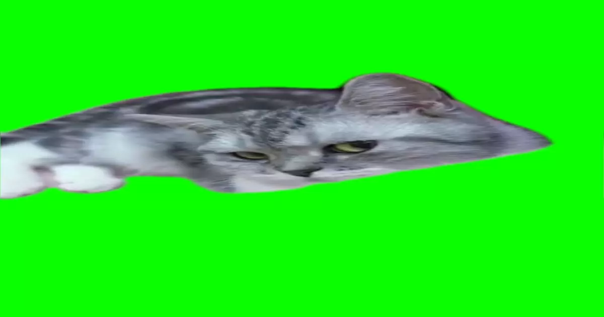 Cat Evil Stare Green Screen Meme Download