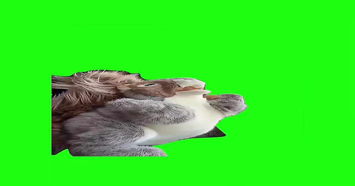 Dancing Squirrel Green Screen Meme Download | Video & Audio