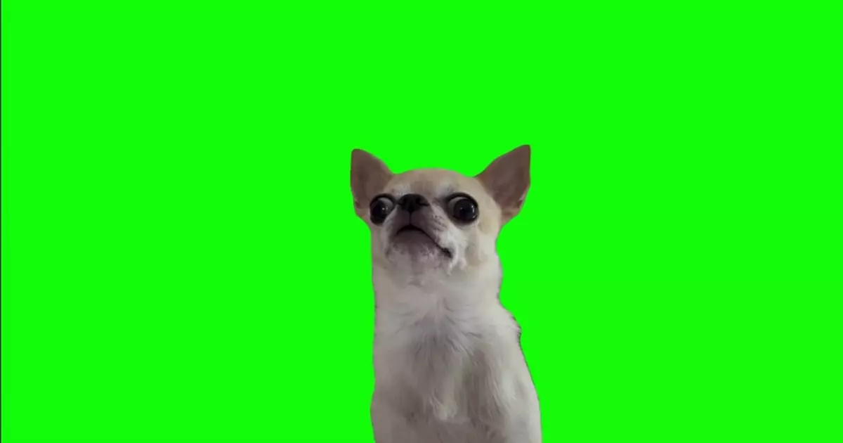 Dog Shocked Green Screen Meme Download
