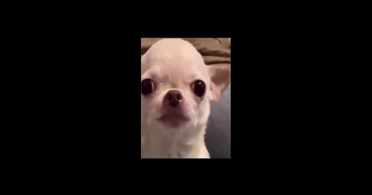 Dog Smile Meme Download
