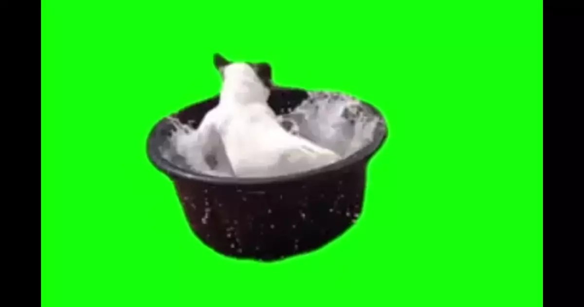 Dog Splashing In The Pool Green Screen Meme Download