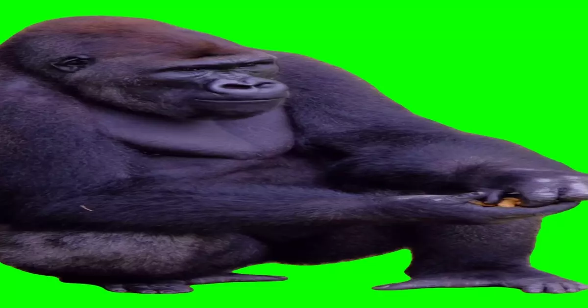 Gorilla Eating Green Screen Meme Download