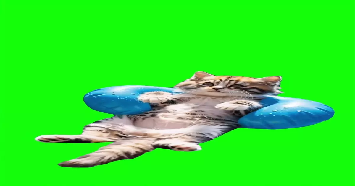 Kitten Floating Green Screen Meme Download | Video & Audio