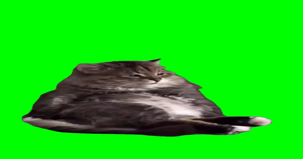 Sad Cat Green Screen Meme Download | Video & Audio