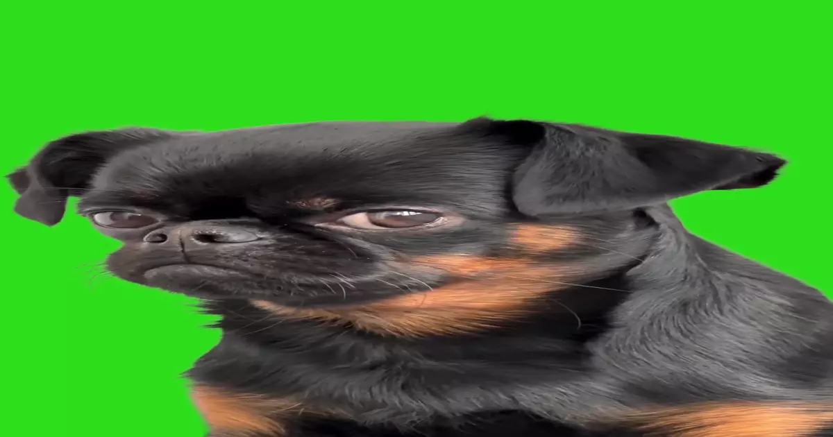Sad Dog Green Screen Meme Download