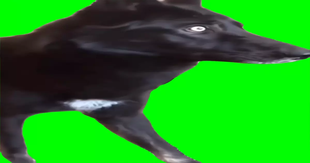 Shocked Dog Green Screen Meme Download | Video & Audio