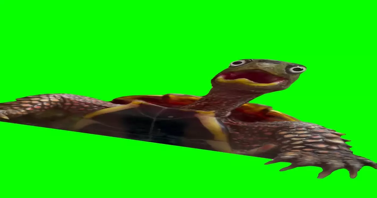 Meme De Tortuga