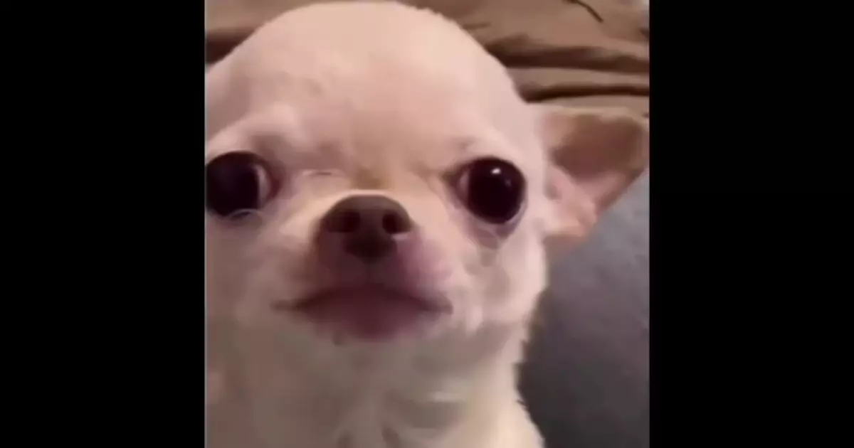 Viral Dog Laughing Instagram Meme Download